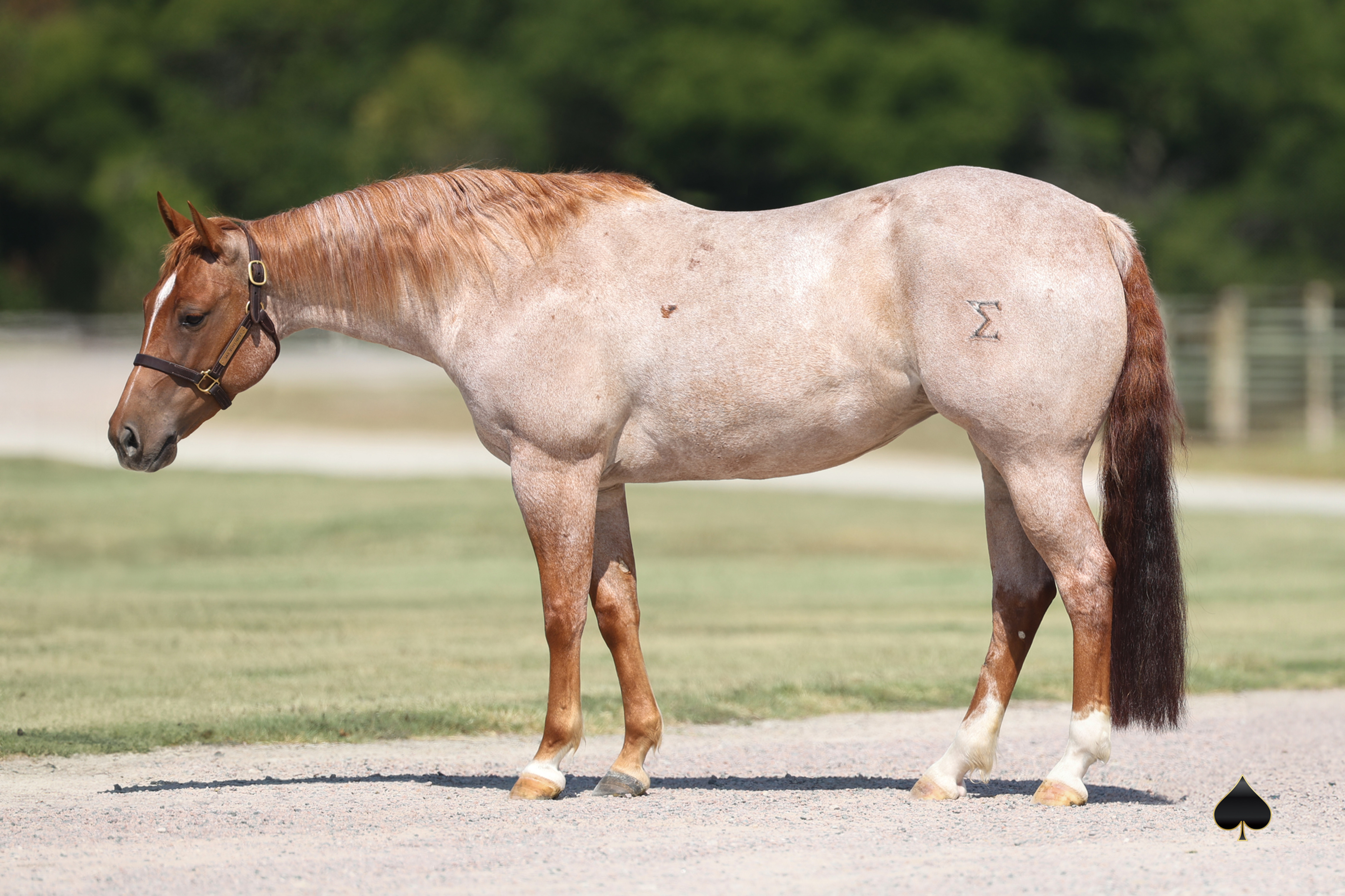 CR Tuff Sunshine | Select Genes